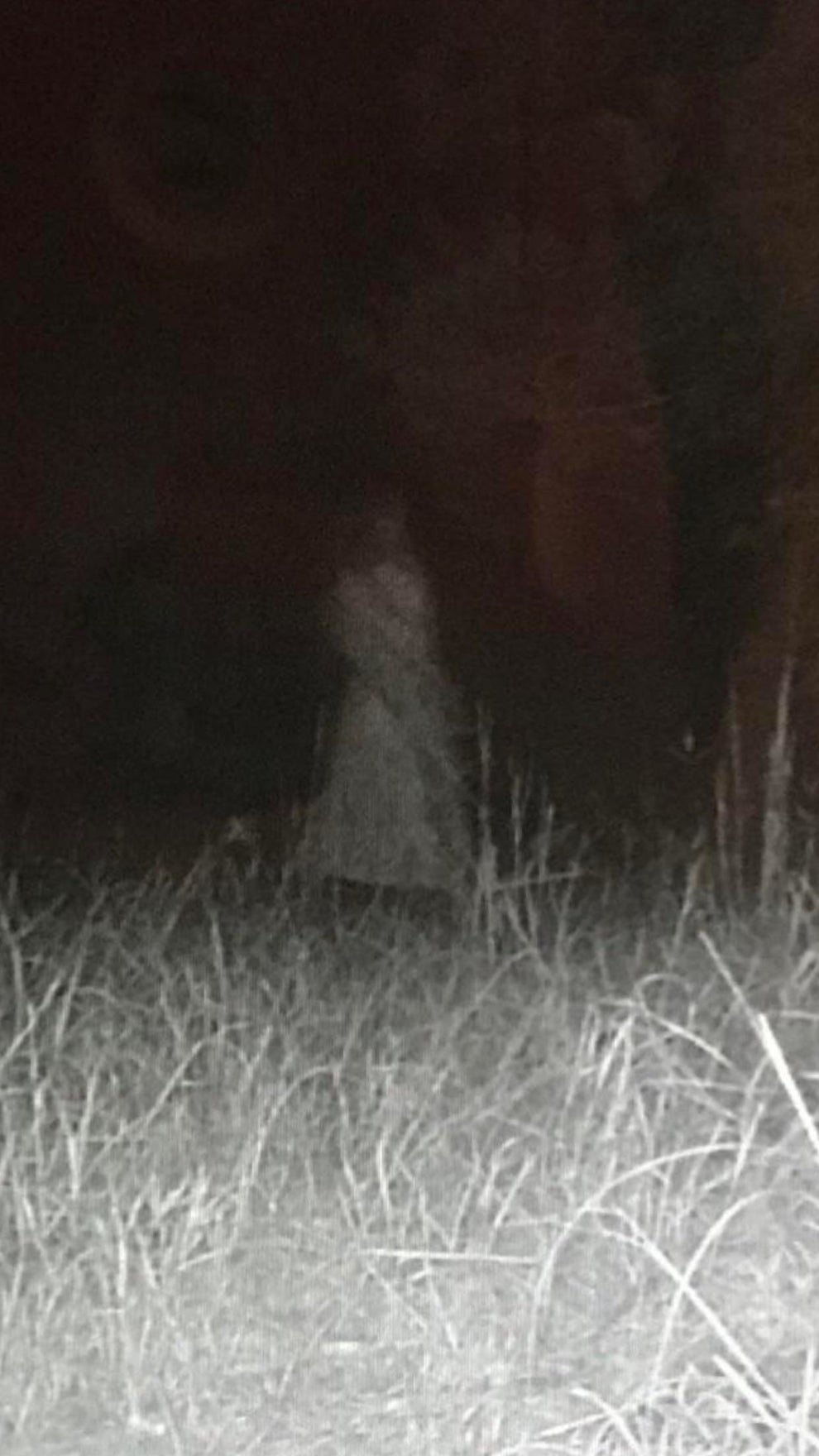 17 Kooky And Spooky Trail Cam Photos