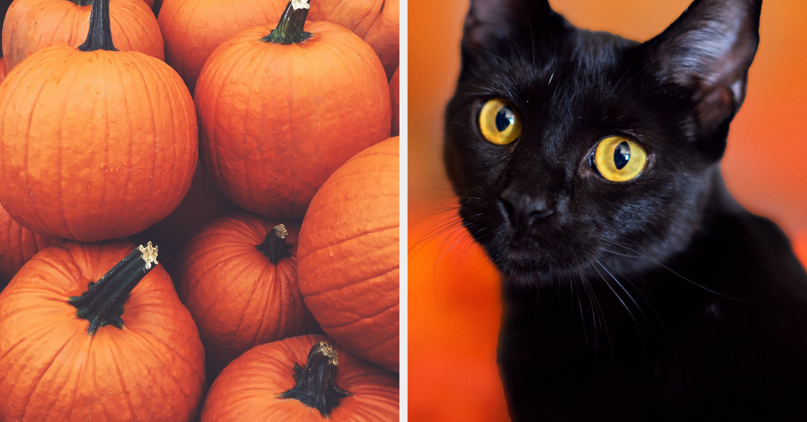 Uncover Your Spooky Animal Alter Ego By Selecting Your Favorite Fall ...