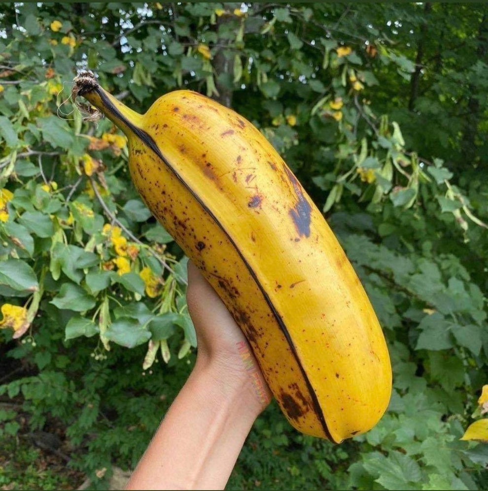 17 Preposterously Large Vegetables