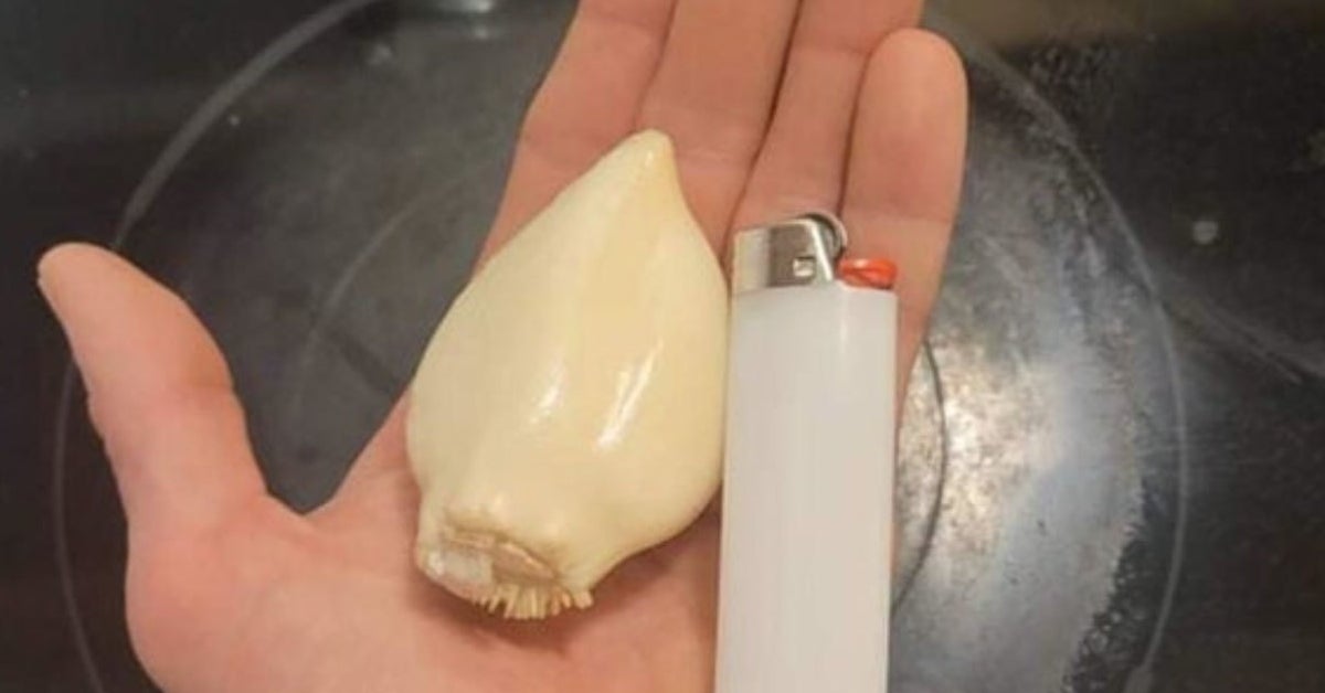 17 Preposterously Large Vegetables