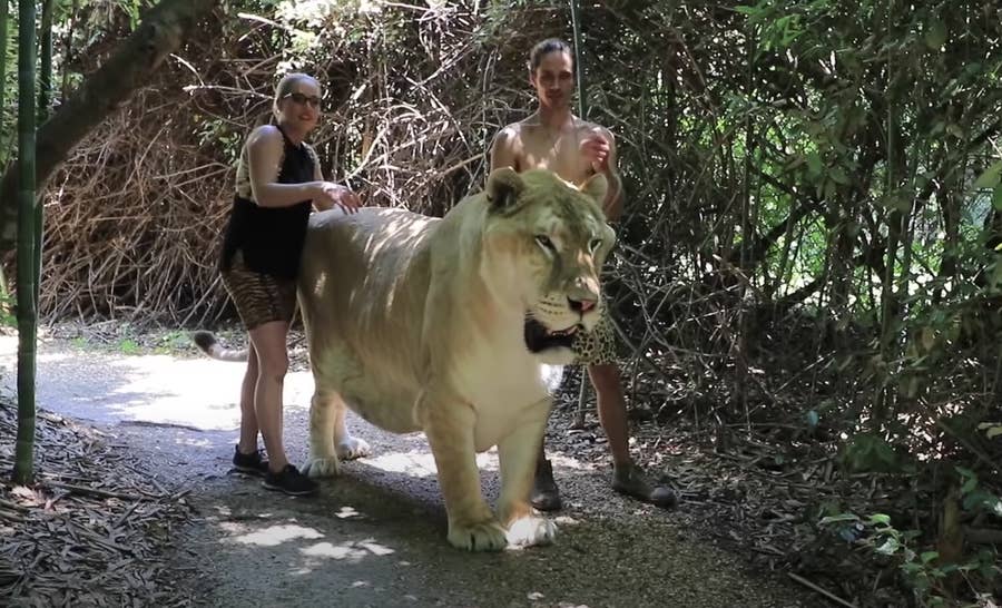 inside giant animals