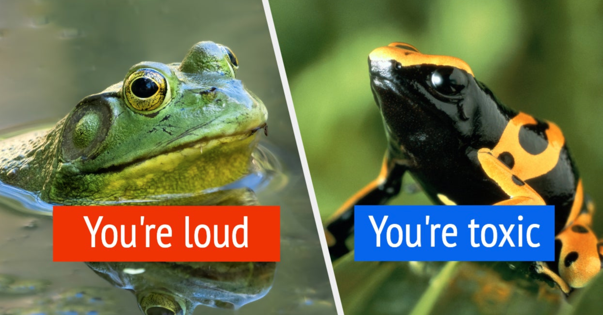 Which Type Of Frog Are You Personality Quiz