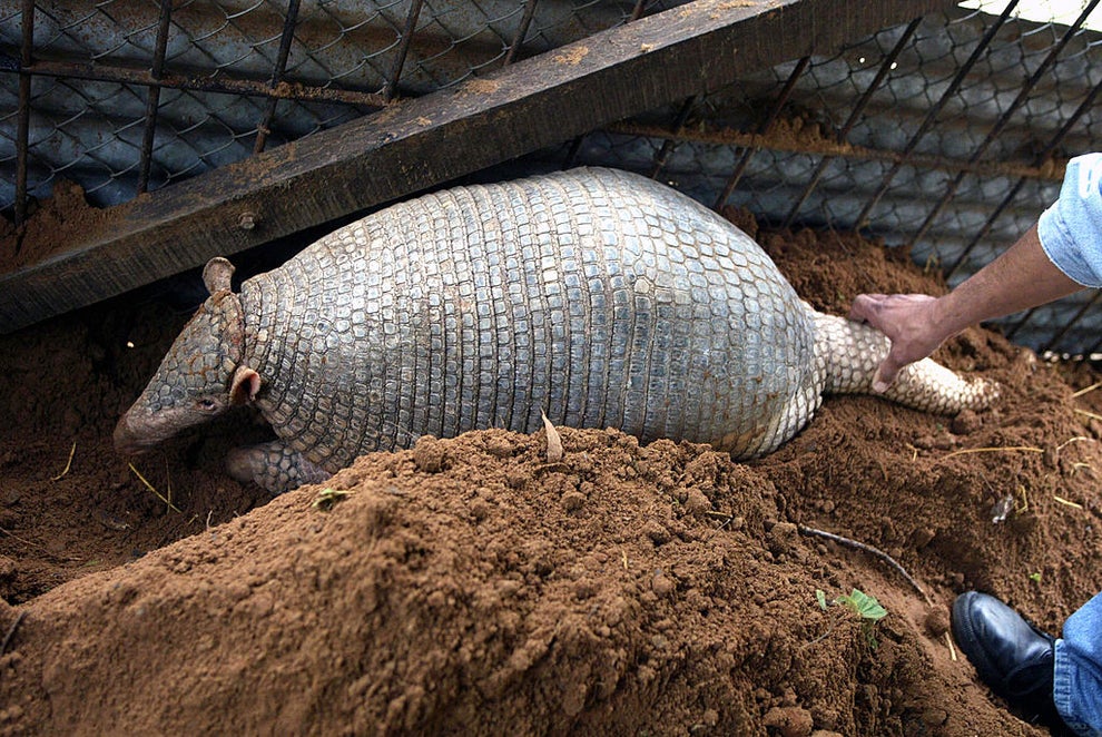 17 Unbelievably Large Animals