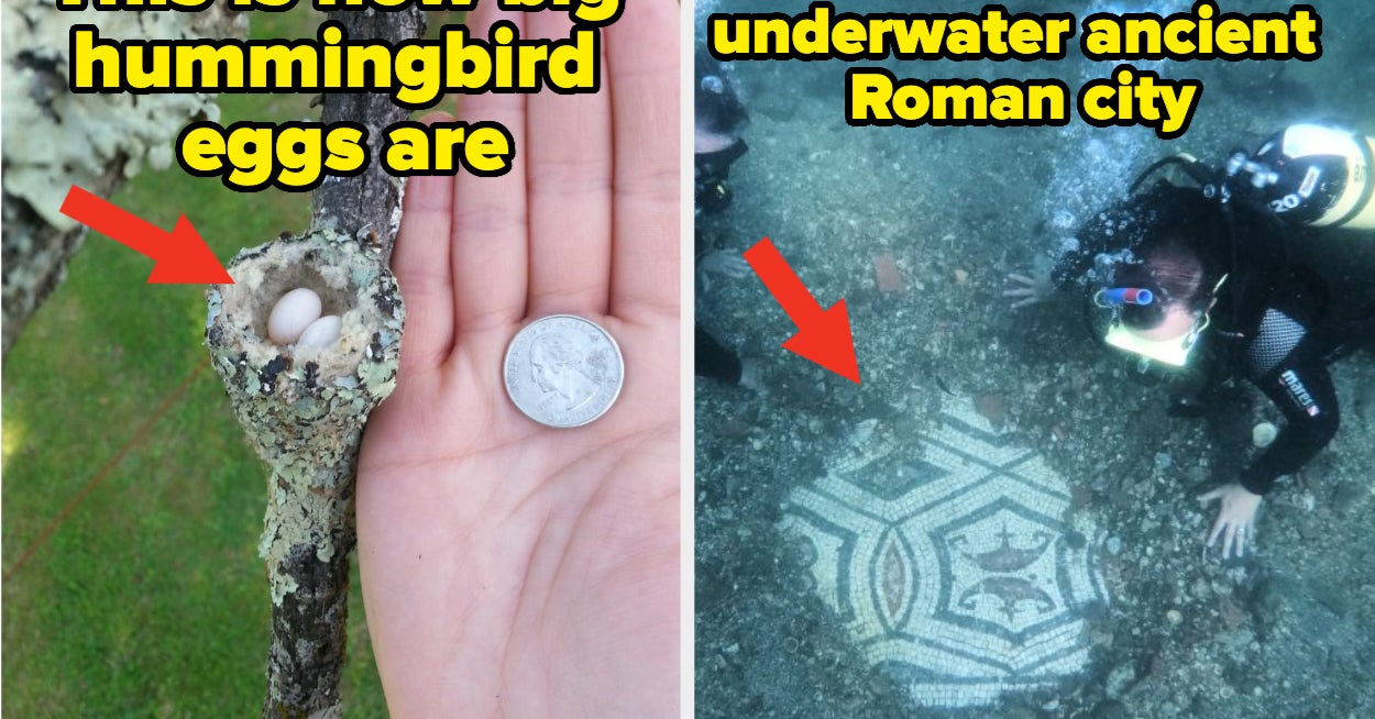 My Microscopic Little Pea Brain Is Totally Blown After Seeing These 21 ...