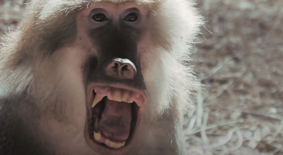 The 30 Best Movies Streaming on Apple TV+ (November 2023) | Complex