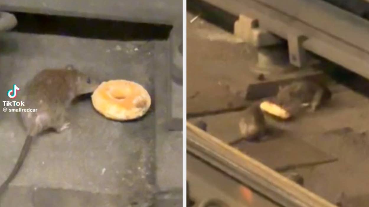‘Doughnut Rat’ Goes Viral for Sharing Treat on the NYC Subway Tracks ...