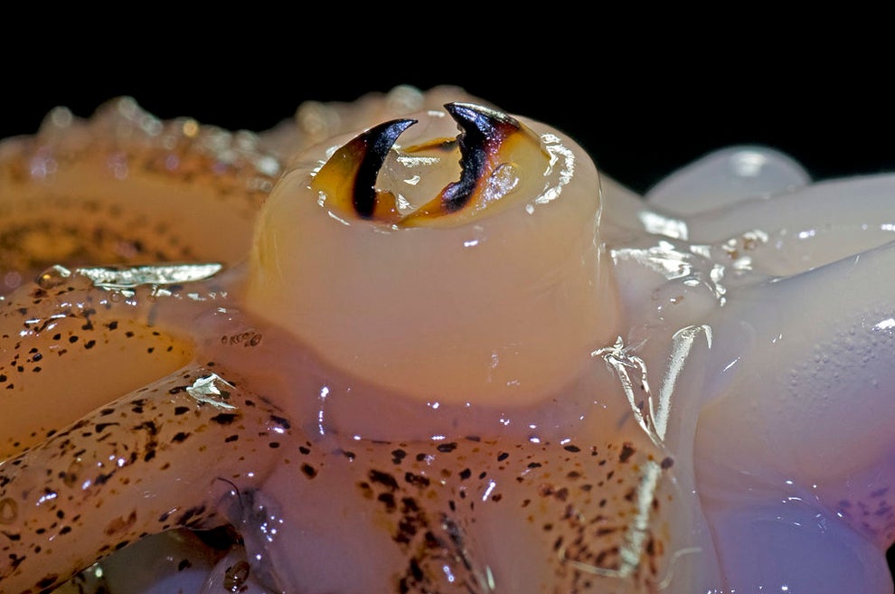 I Have A Brain The Size Of A Pea, So My Mind Was Totally Blown After ...