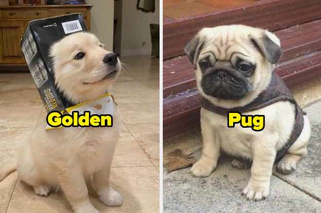 Descubre si eres un pug o un golden retriever entre tus amigos