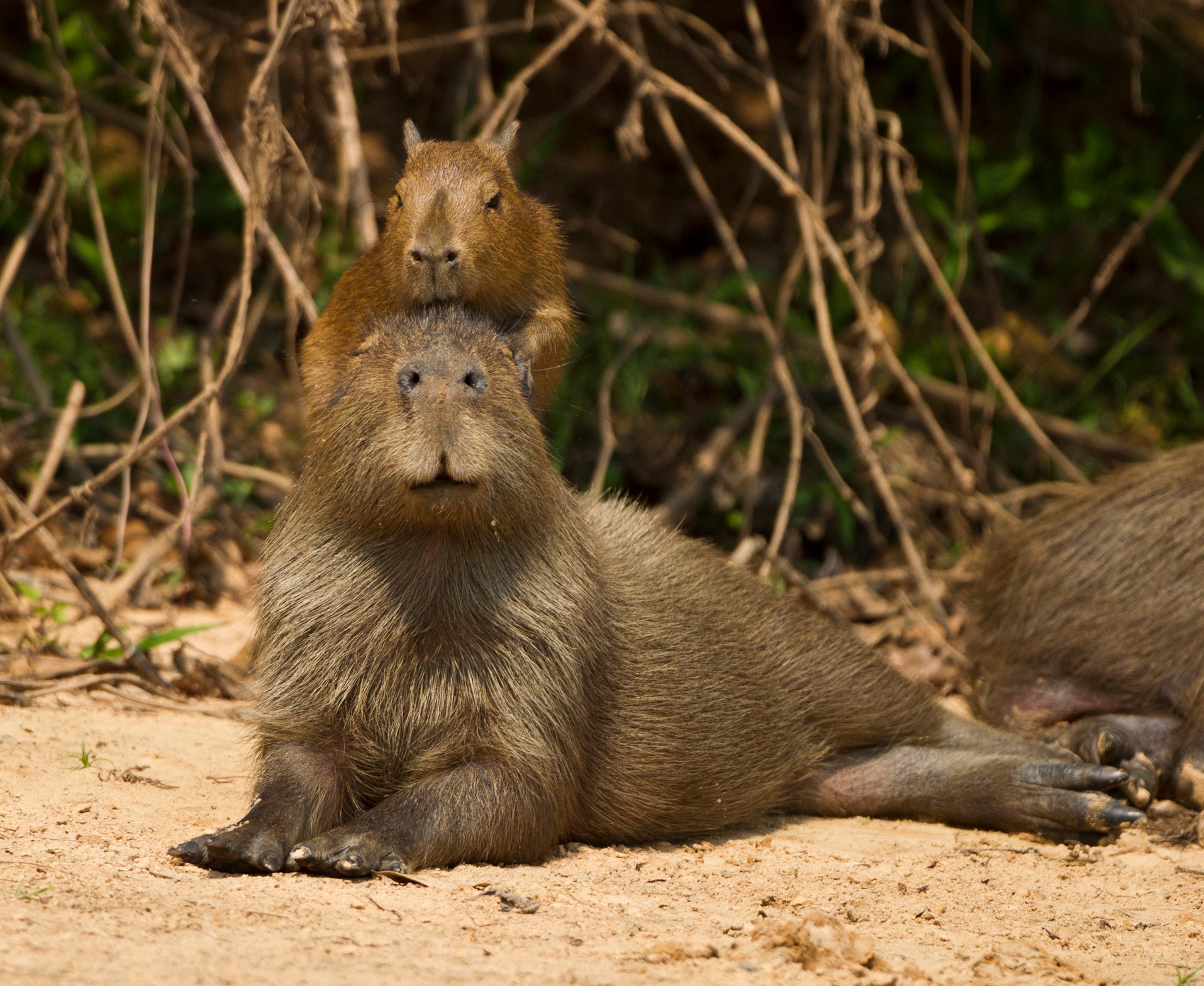 Worlds Most Adorable Wild Animals