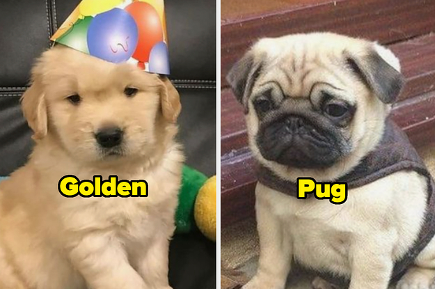 Descubre si tu vibra es de Golden Retriever o de Pug
