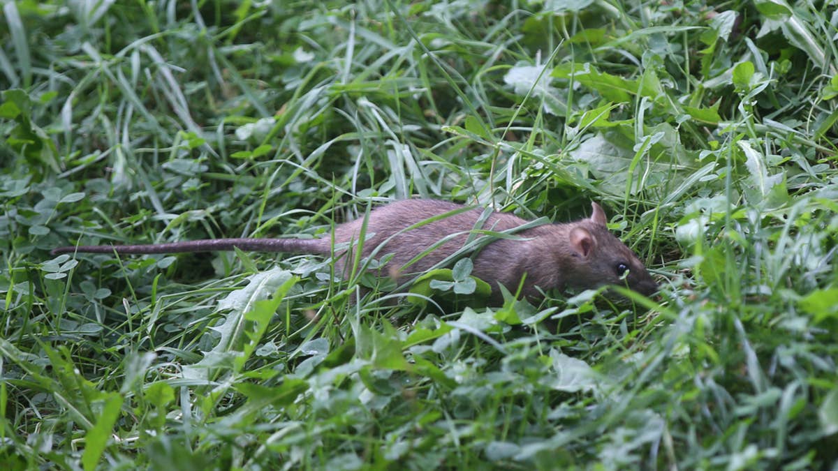 Toronto Ranked As Canada's ‘Rattiest’ City For The Second Straight Year ...