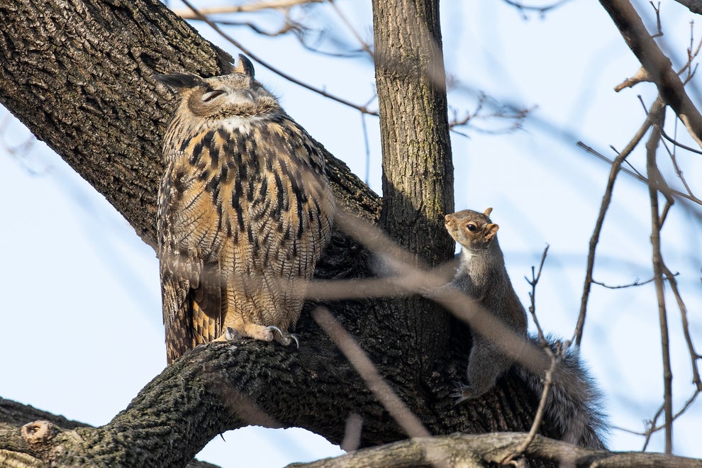 An Owl Named Flaco Has Gone Viral