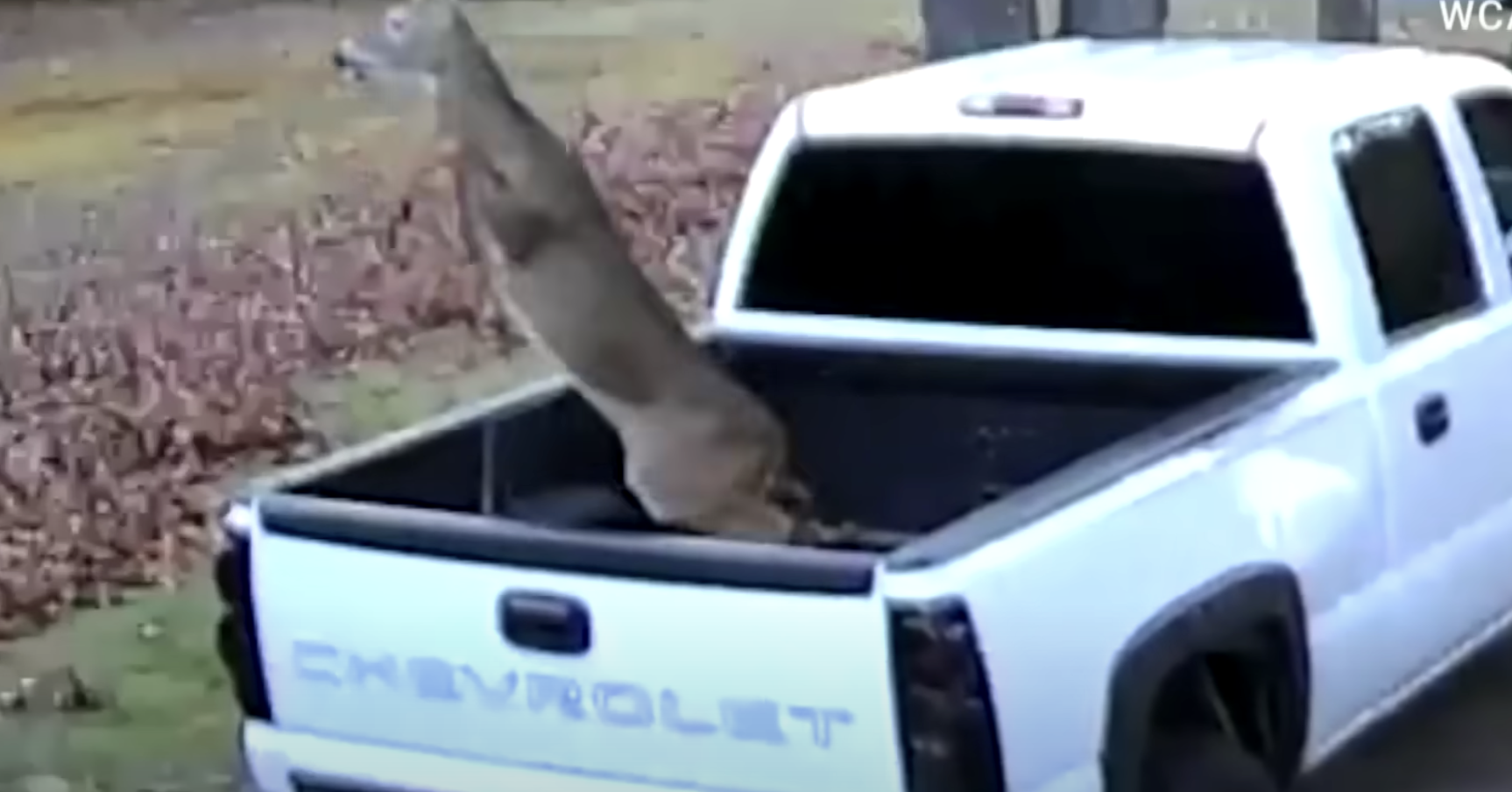 Wild Video Shows Leaping Deer Slam Into Pickup Truck Moments Before ...