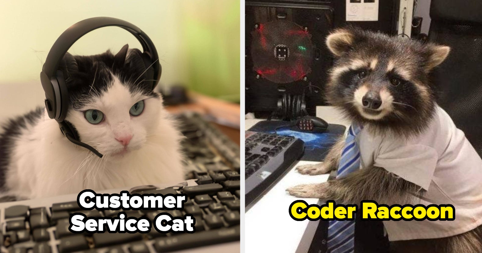 20 Photos Of Cute Animals Doing Jobs That Will Turn That Frown Upside ...