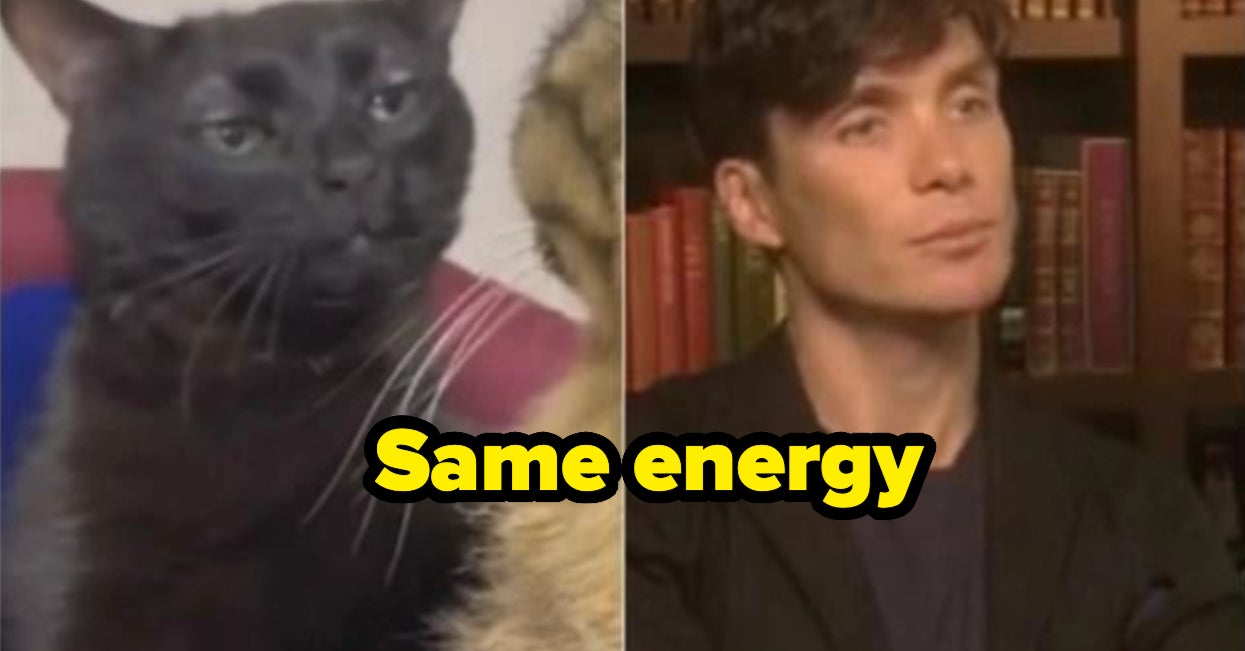 21 Animal Memes And Comics That Will Make You Say, "Same" - TrendRadars