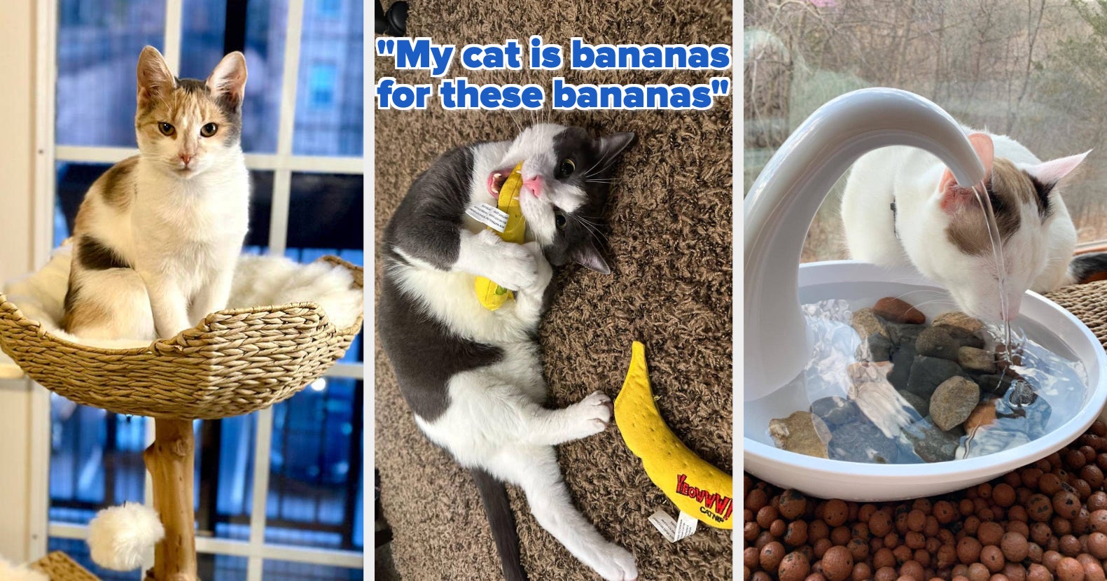 31 Things To Spoil Your Cat With