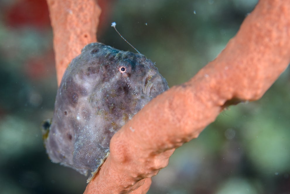 15 Strange And Unsettling Animal Facts