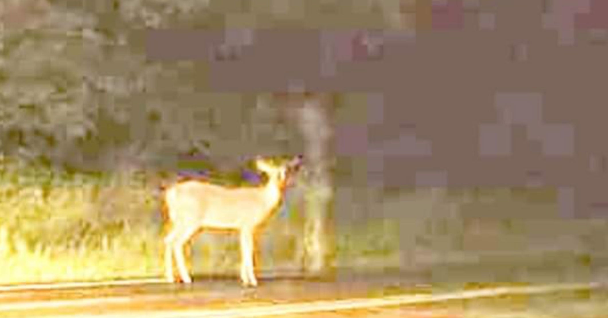 16 Photos Of, Dare I Say It, Ghosts