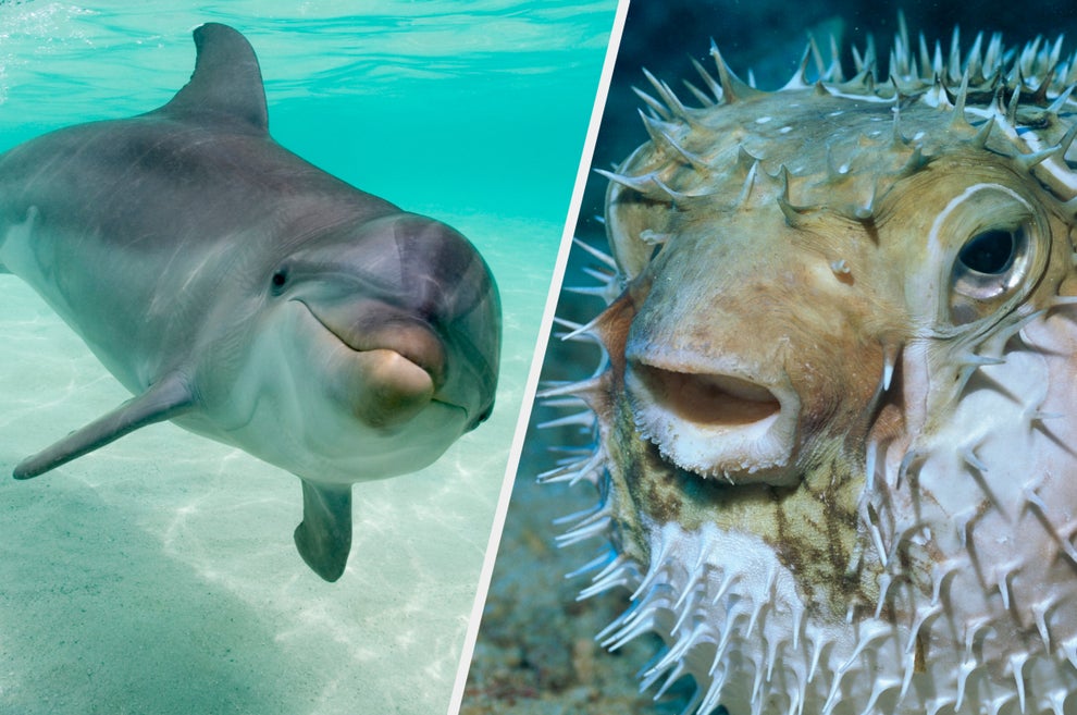 15 Strange And Unsettling Animal Facts
