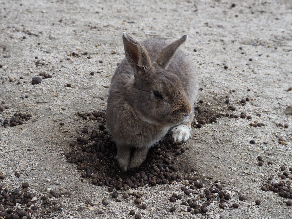 15 Weird Hangover Remedies From Around The World