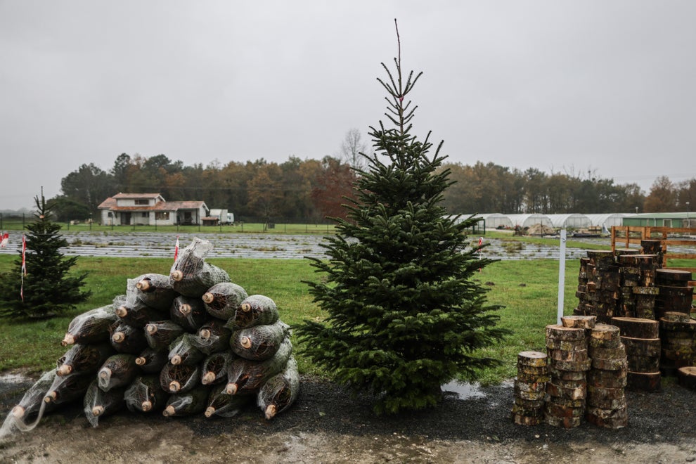 Facts About Christmas Trees