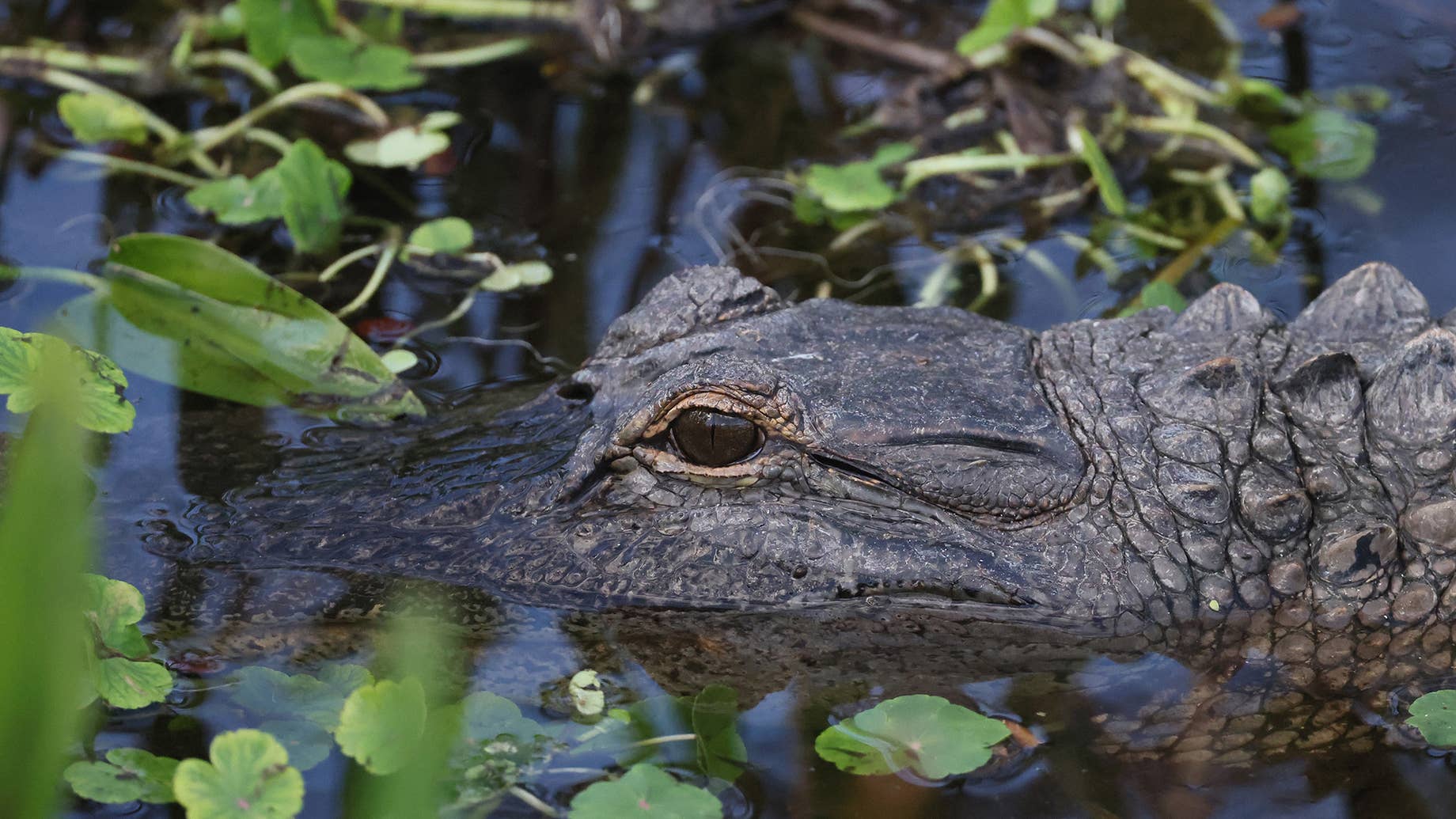 Florida Man vs. Alligator Video Inspires 'GTA VI' Jokes | Complex
