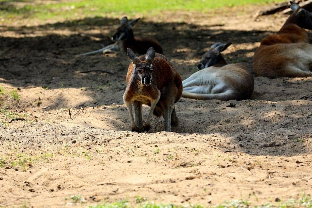 Kangaroo That Escaped Oshawa Zoo Punched Police Officer | Complex