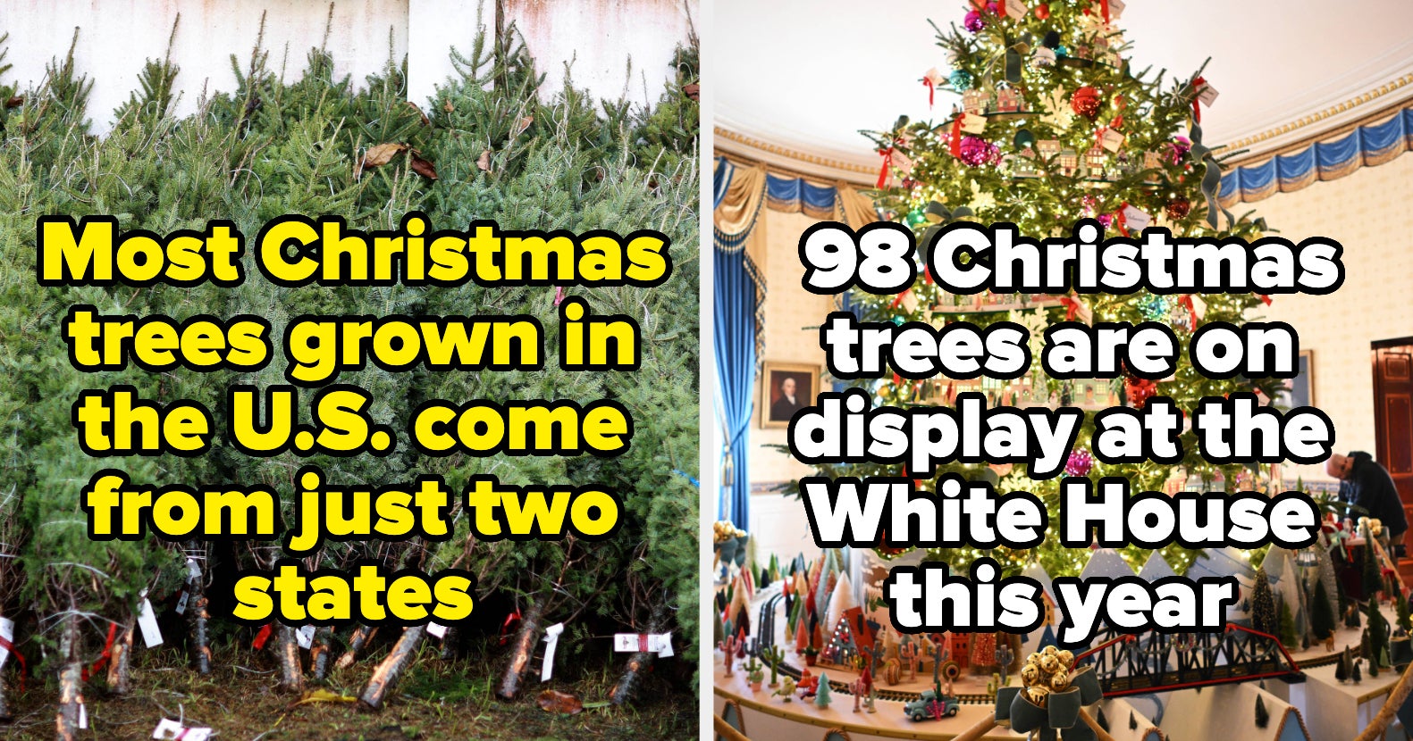 Facts About Christmas Trees
