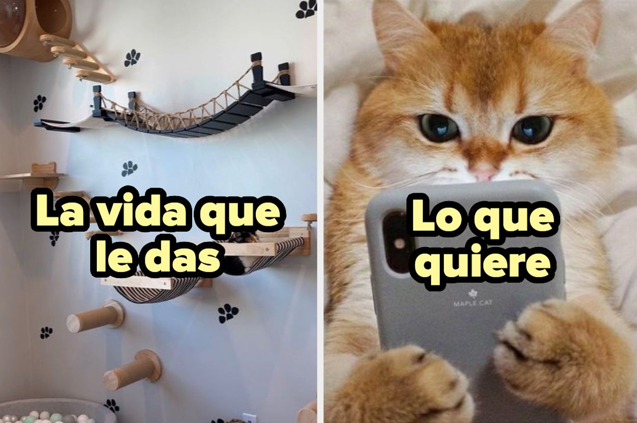 Test: ¿Qué es lo que tu gato tiene que decirte?