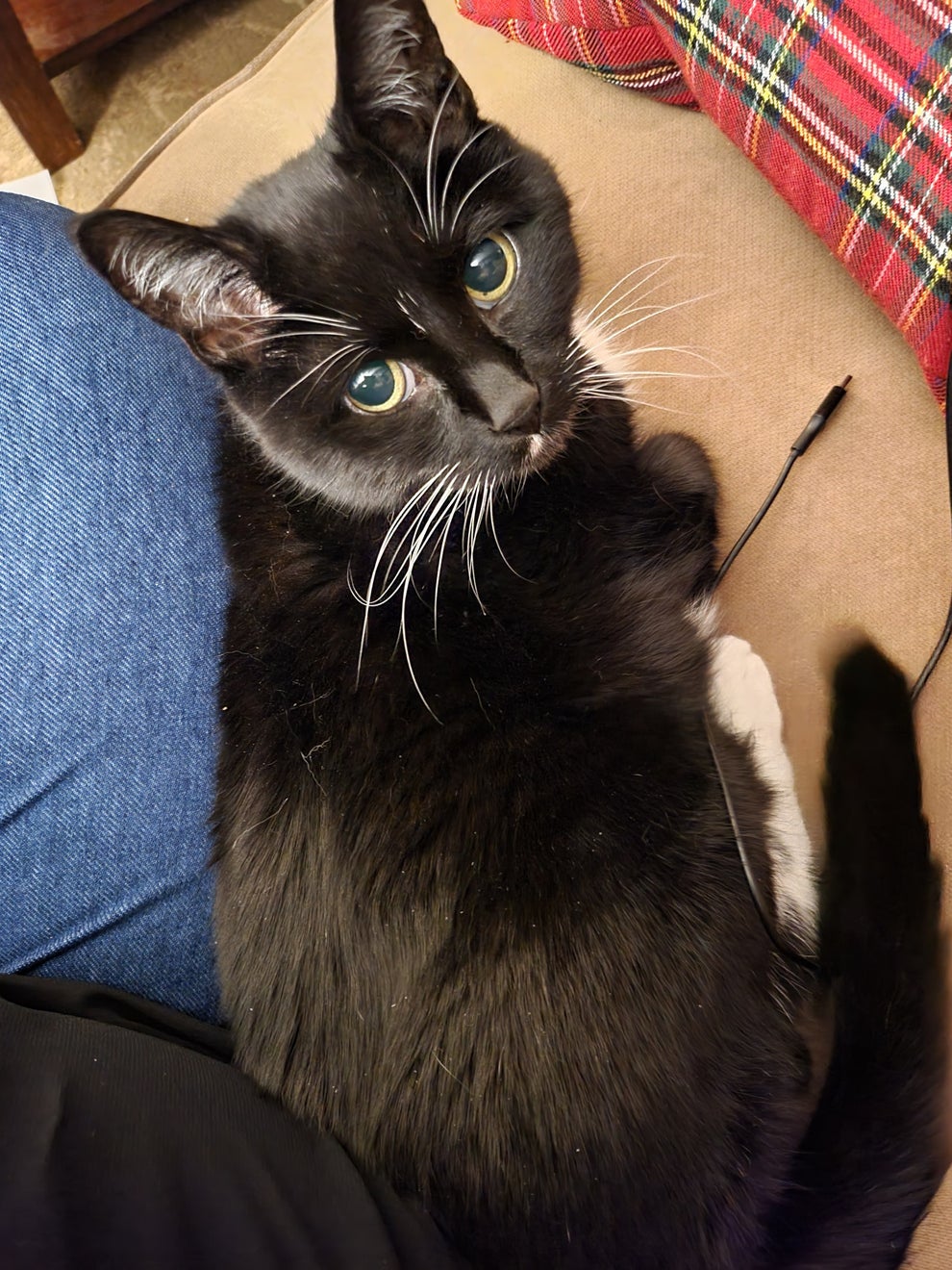 Coping With Loss Of Pet, According To Pet Owners