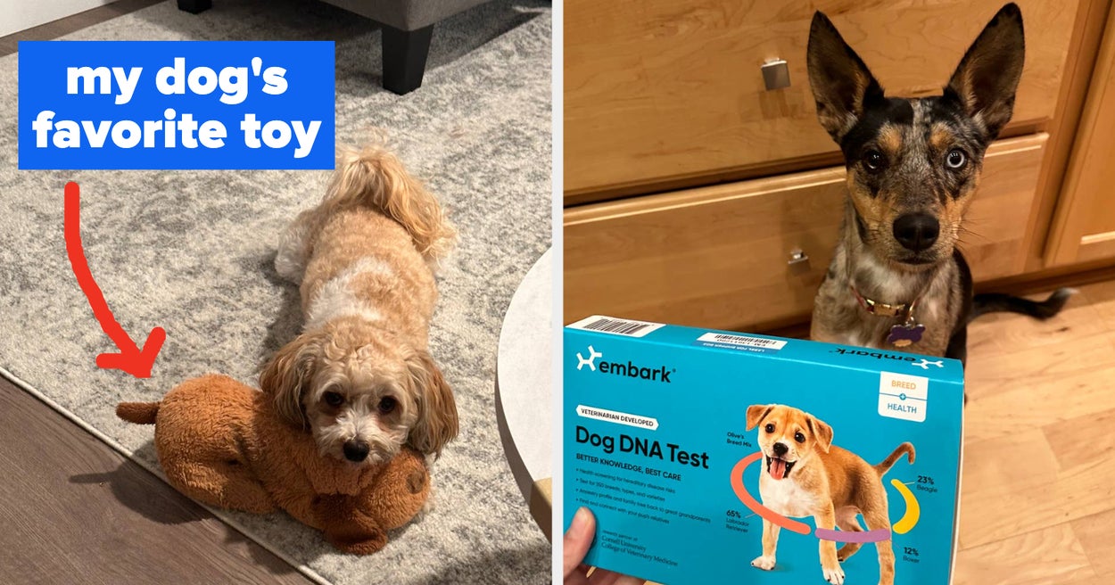 14 Products The BuzzFeed Shopping Team Dogs Swear By