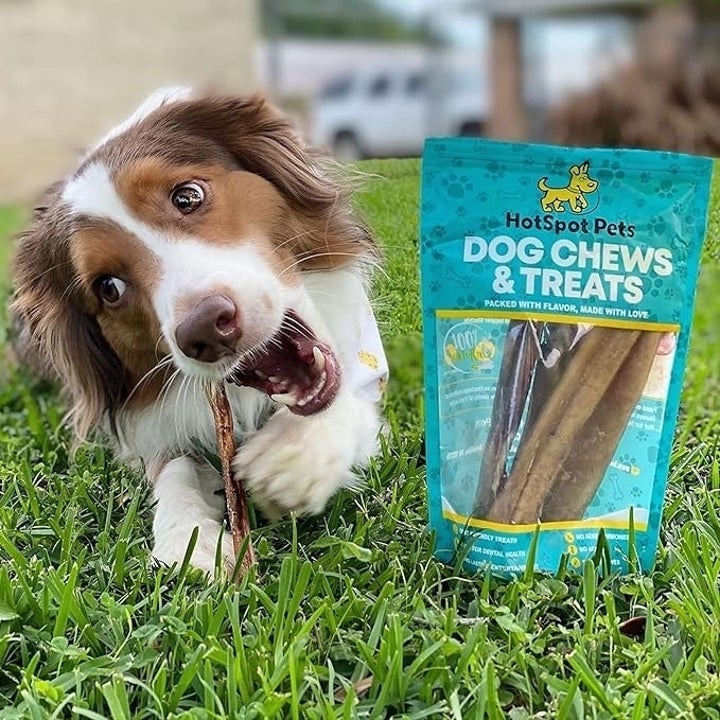 22 Best Dog Subscription Boxes
