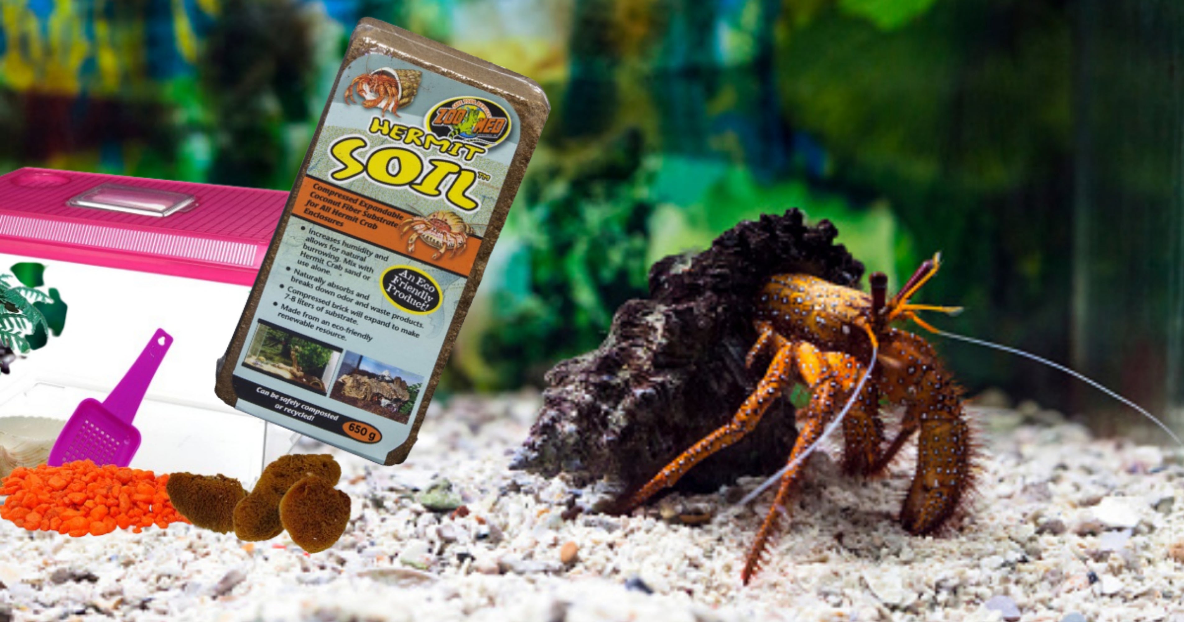 Should You Own Hermit Crabs? Hermit Crabs Quiz