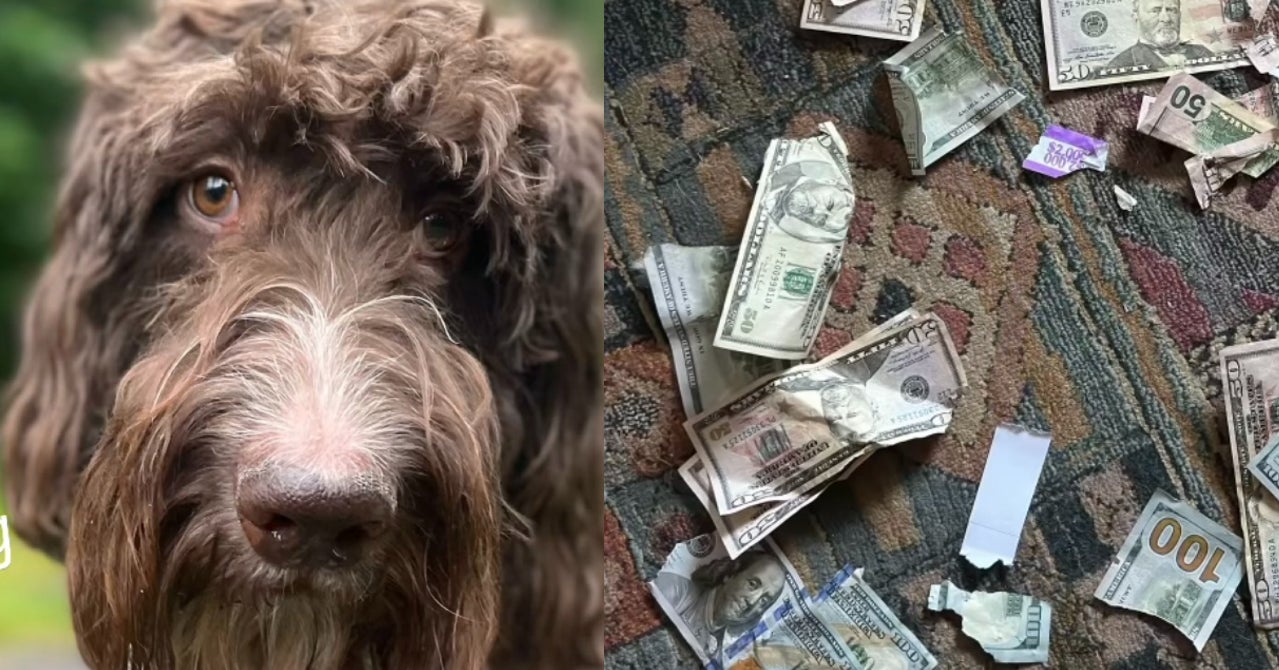 Couple Forced to Dig Through Puke and Sh*t After Dog Eats $4,000 in ...
