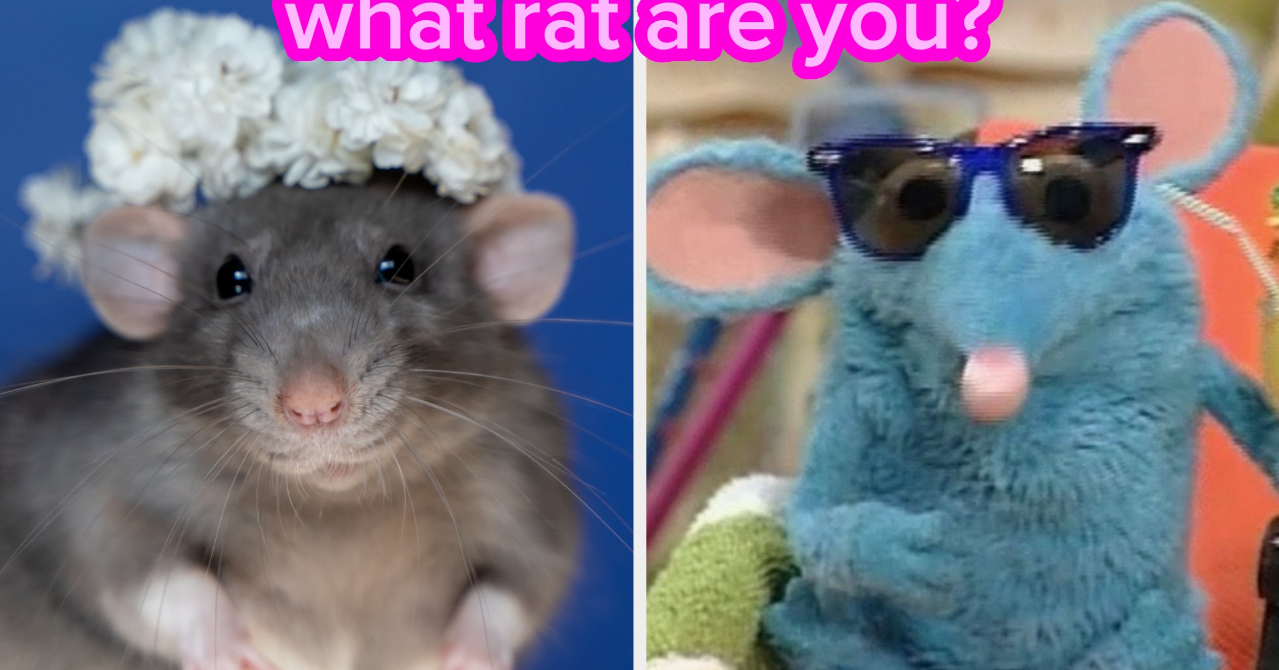 What Rat Are You? Popular, Emo, Pesky, Or Chill?