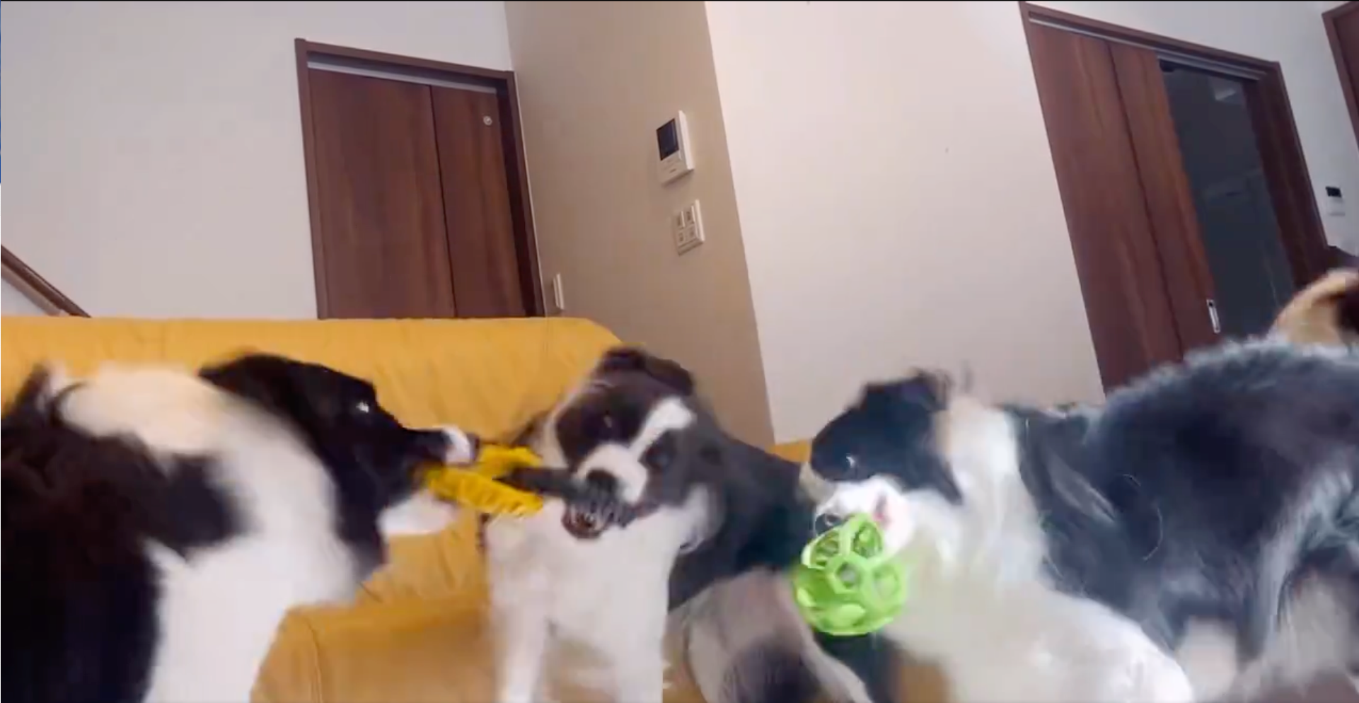 【動画】「最高にかわいい」おもちゃを取り合う（？）様子を見る