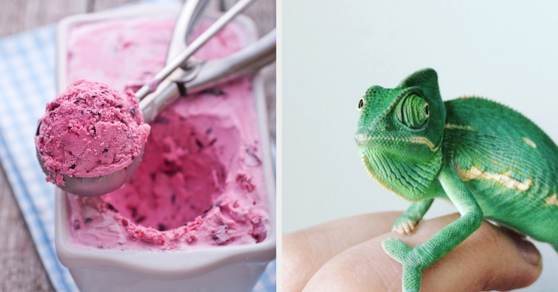 If You Build A Tasty Ice Cream Bowl I'll Give You A New Pet