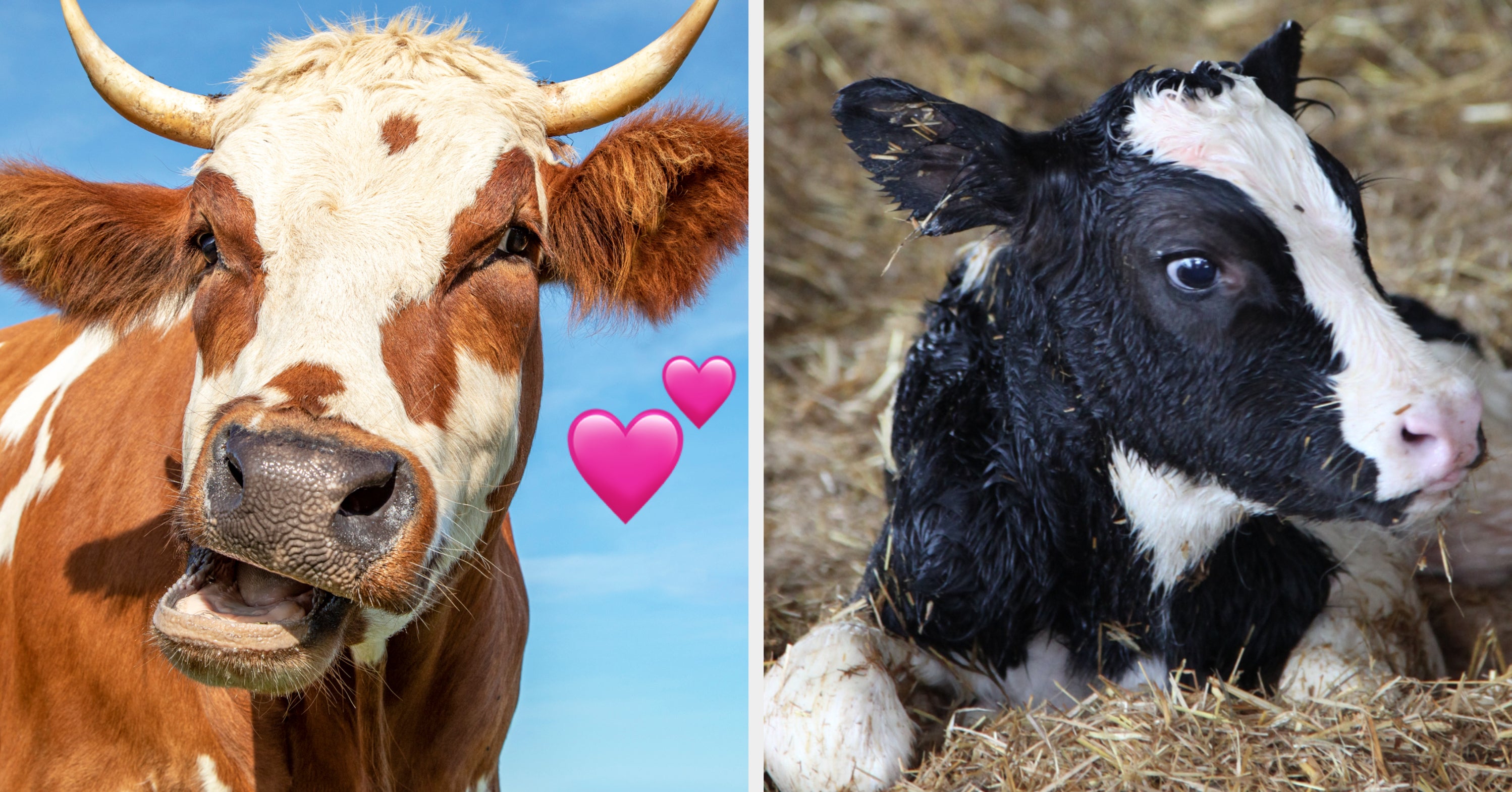 Plan A Date And We'll Tell You What Type Of Cow You Are