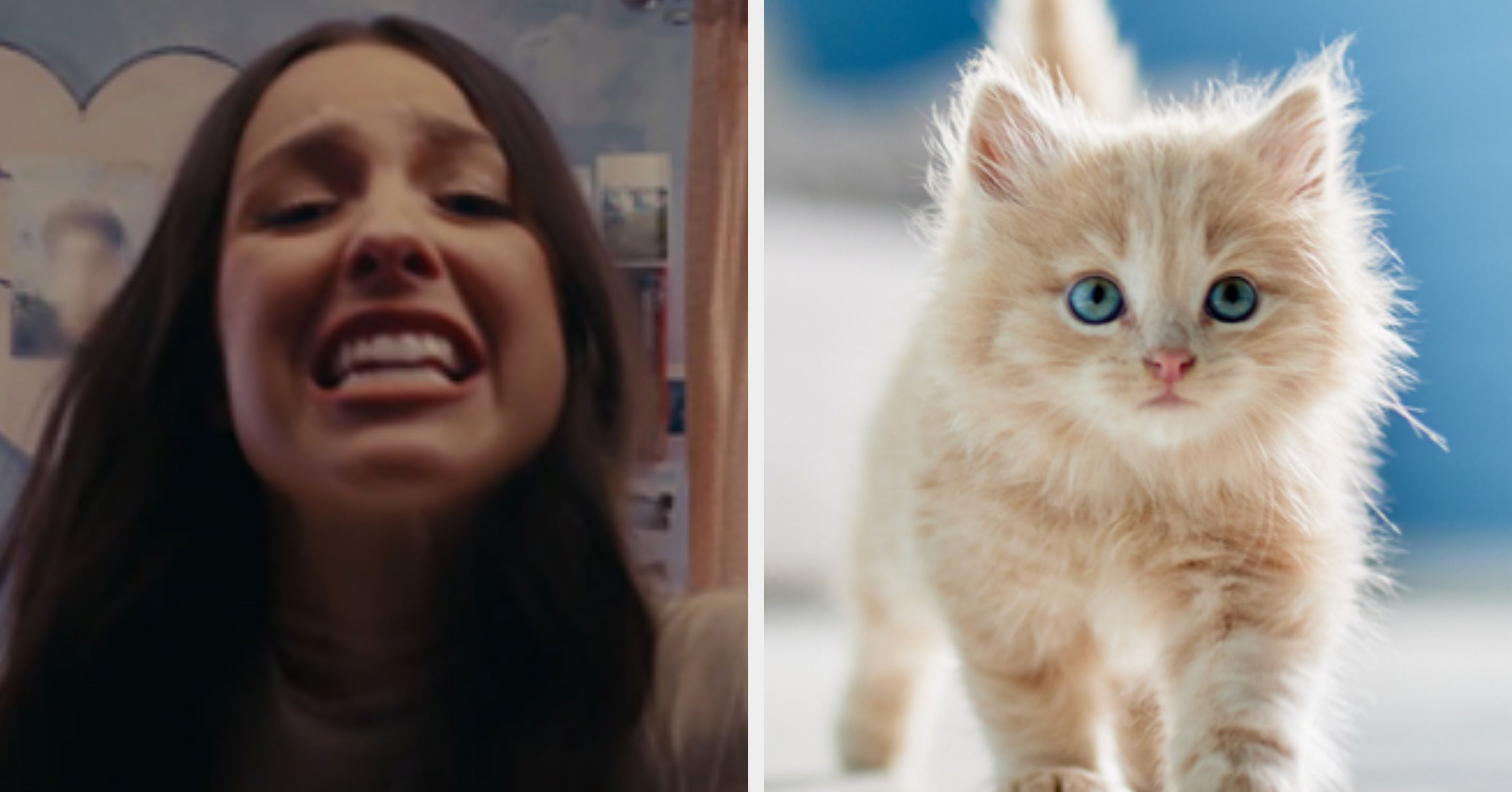 I'll Reveal If You're A Cat Or Dog Person Based On The Olivia Rodrigo Songs You Add To My Playlist