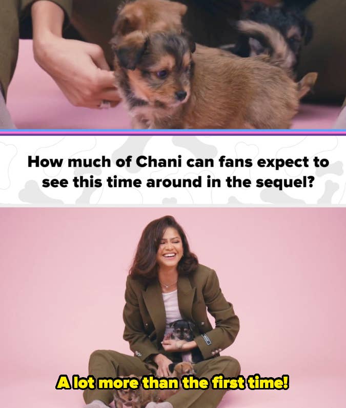 zendaya's dog name
