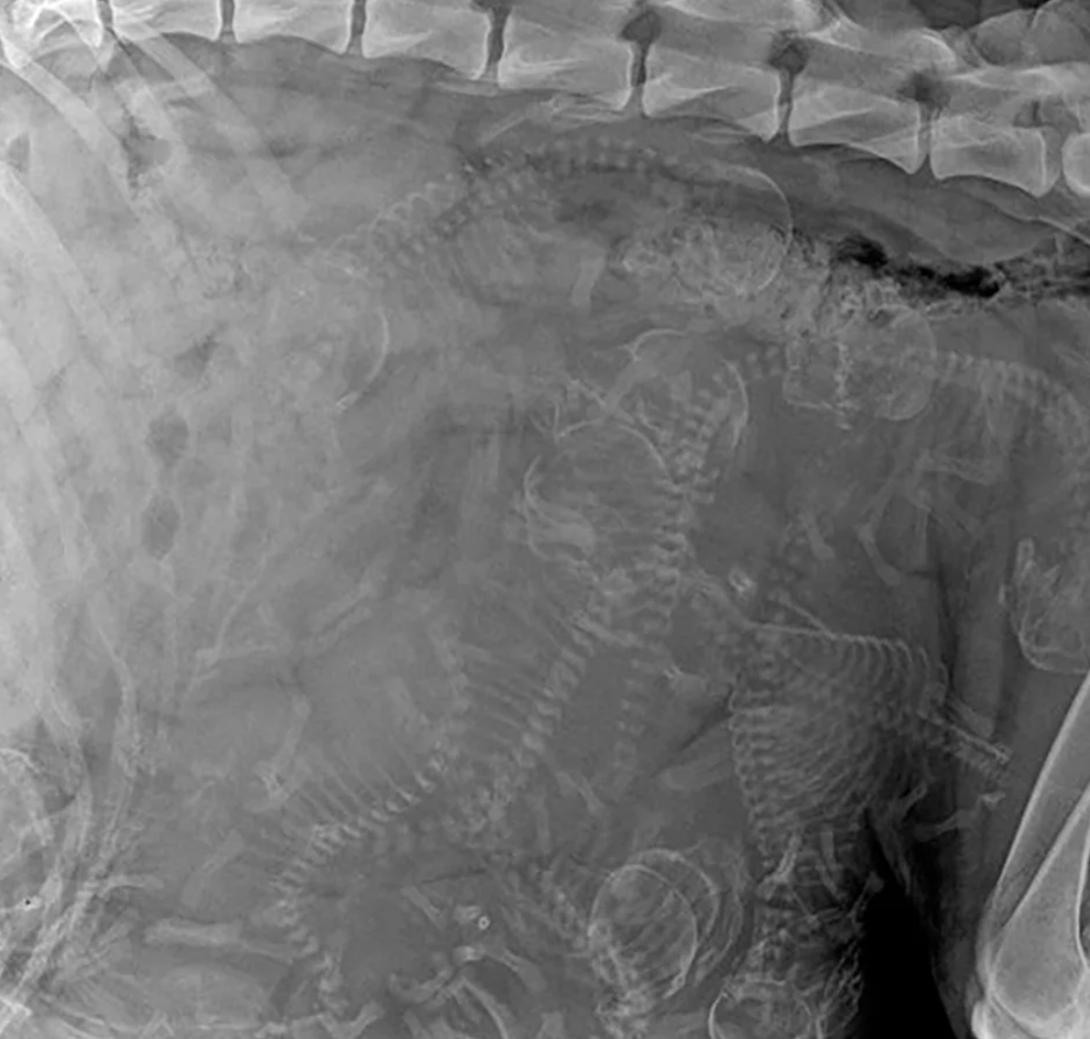 16 Unbelievable X-Ray Photos