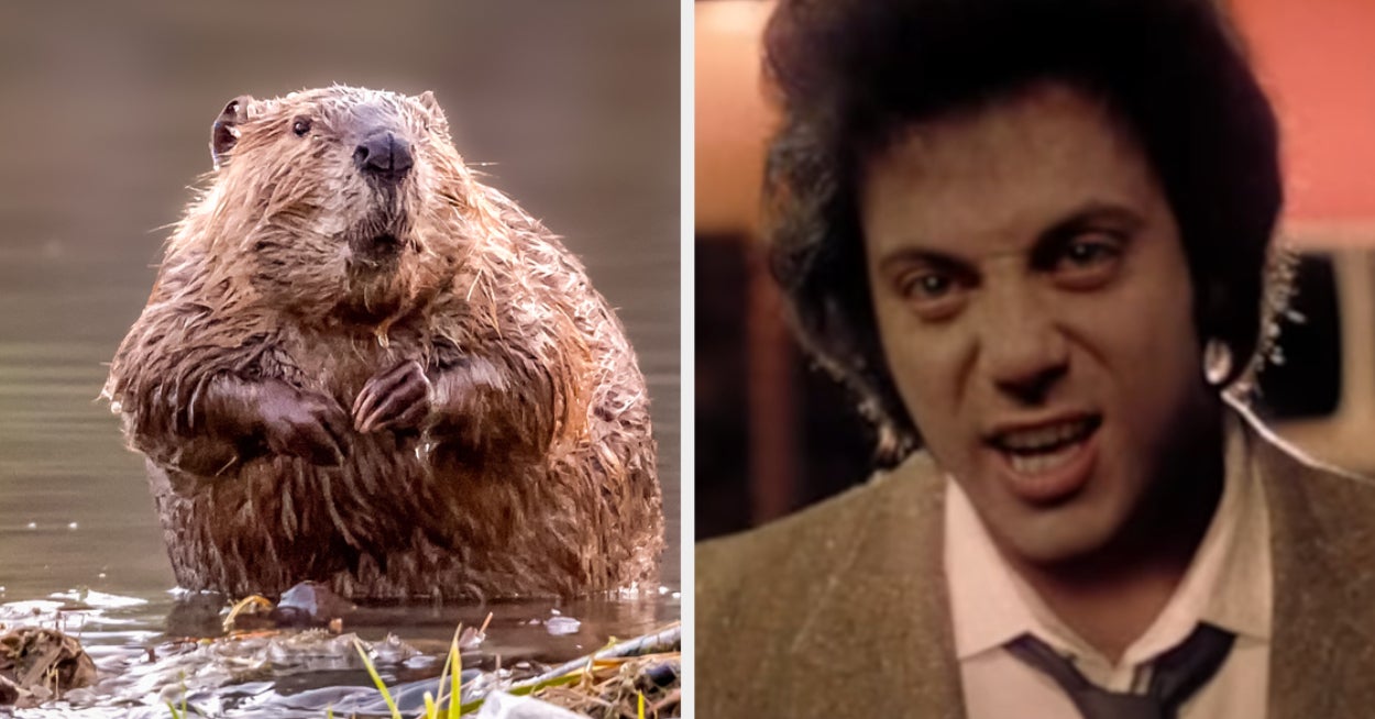 3 Song Recs Based On Animal Picks Personality Quiz