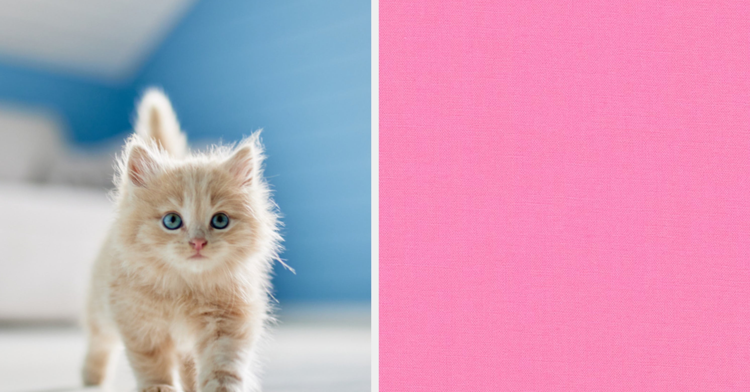 Choose The Cats You're Drawn To And I'll Guess Your Favorite Color