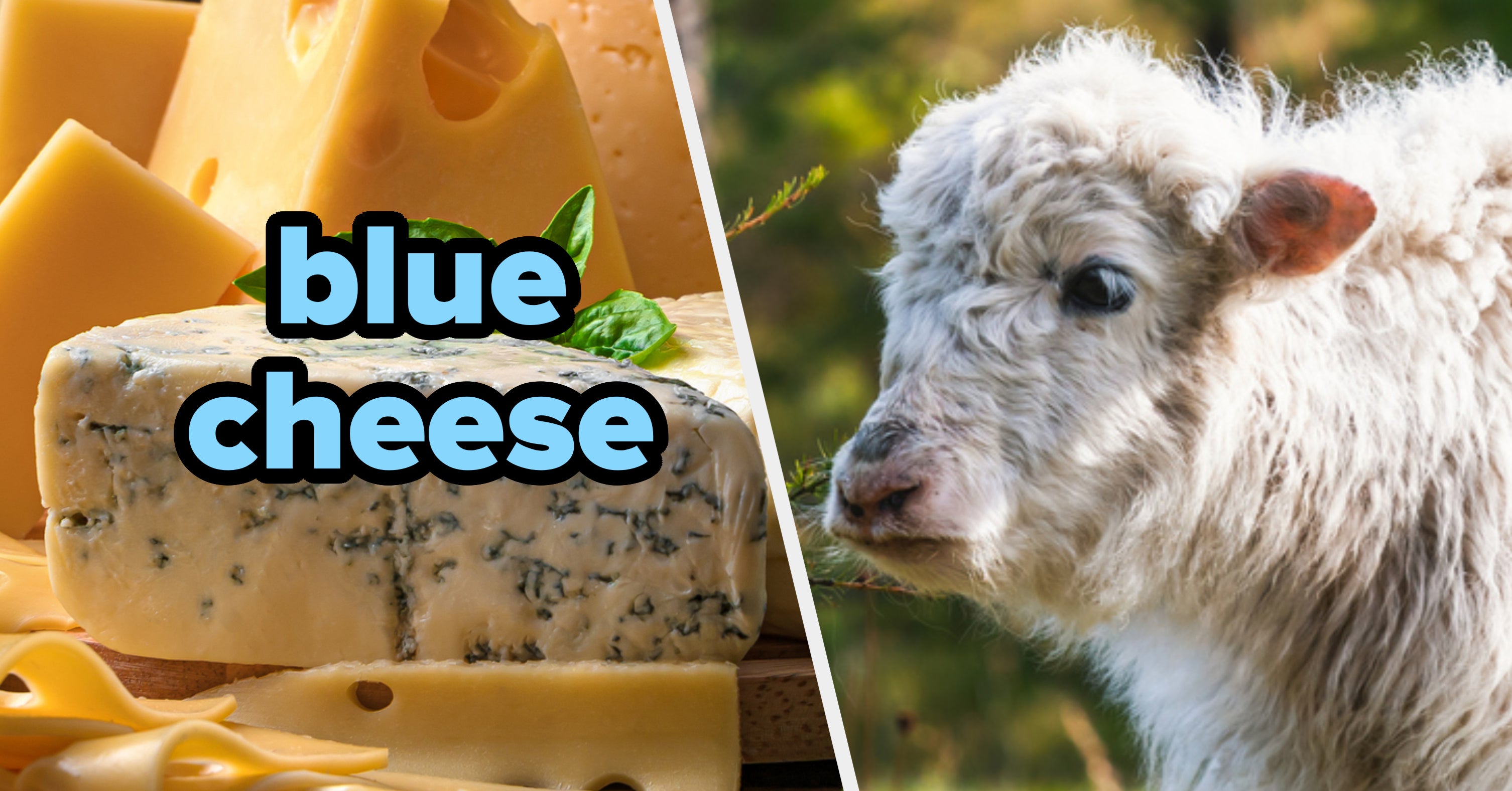 Favorite Cheese Mini Cow Personality Quiz