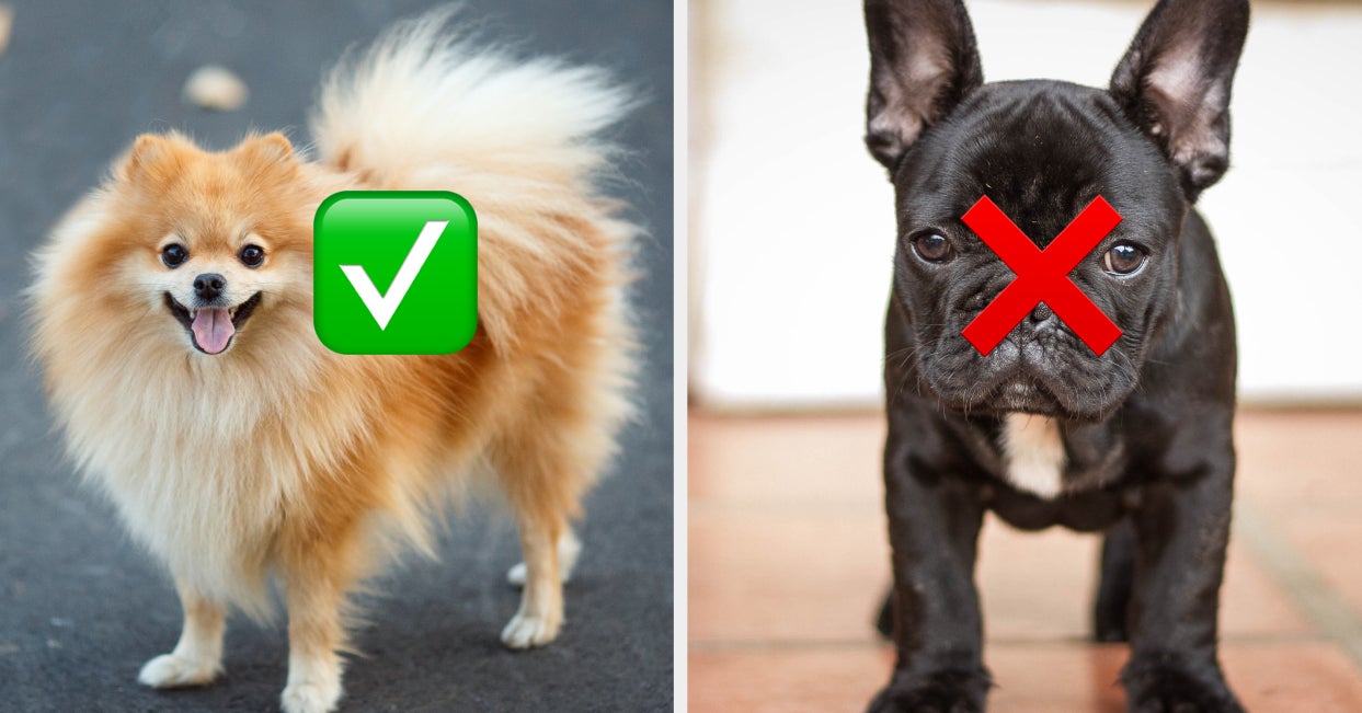 Only 1% Of People Can Name All 17 Of These Dog Breeds