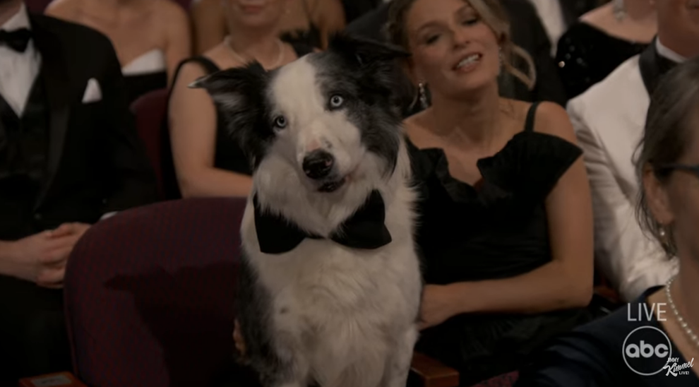Oscars Producer Explains Messi The Dog's Viral Clapping Moment
