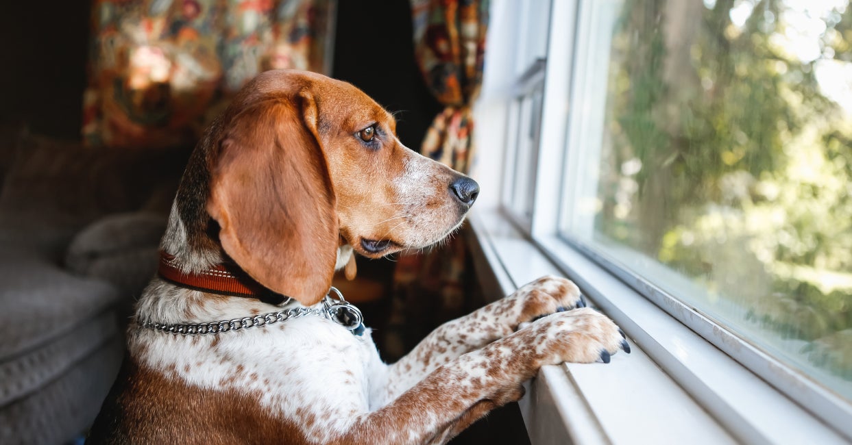 Dog Owners Share How They Leave Pets At Home Guilt-Free