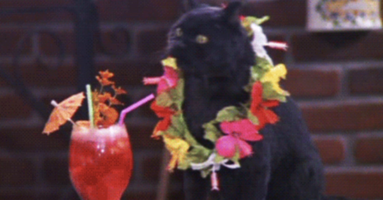 Plan Your Ultimate Spring Break And I'll Reveal Which Cat Breed You Are ...