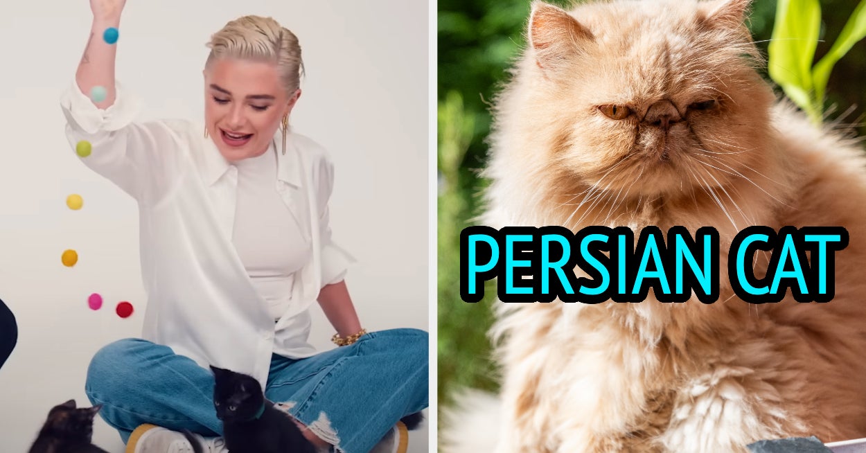 Live Like A Cat See Cat Breed You Are Quiz