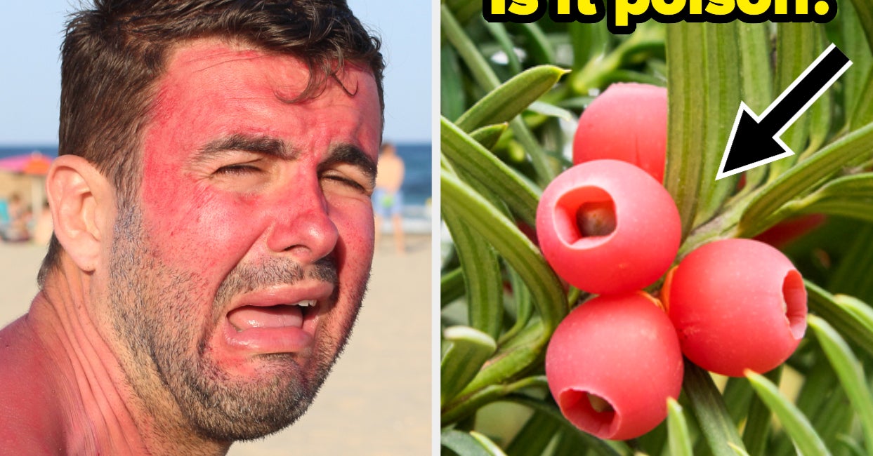 Eight Of These Wild Berries Will Poison You. Can You Pick The One That ...